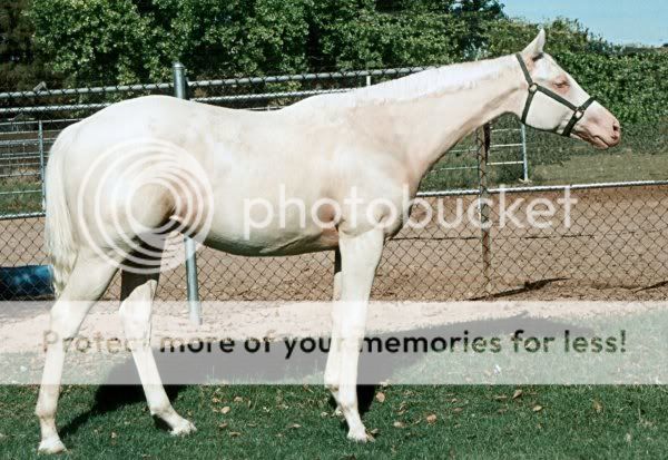 Dilute thoroughbred breeders - Please help me! | The Horse Forum