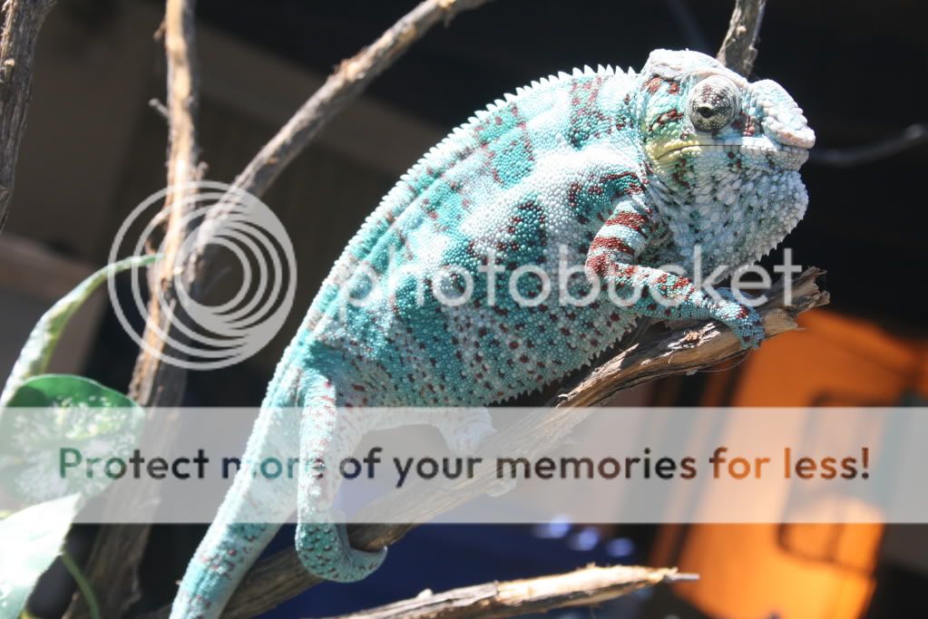 Nosy Be / Nosy Faly | Chameleon Forums