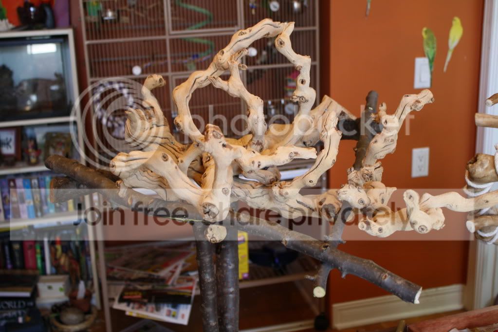 DIY tree stand/gym is done! | Avian Avenue Parrot Forum