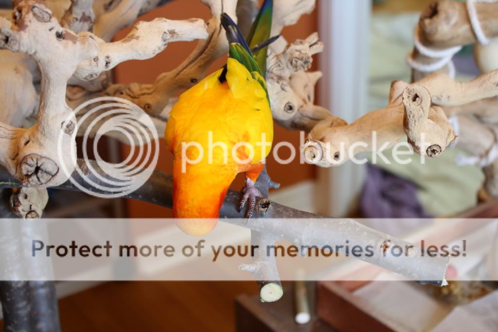 DIY tree stand/gym is done! | Avian Avenue Parrot Forum