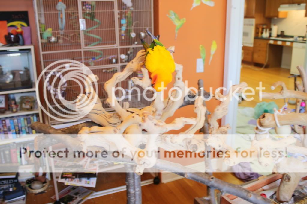 DIY tree stand/gym is done! | Avian Avenue Parrot Forum