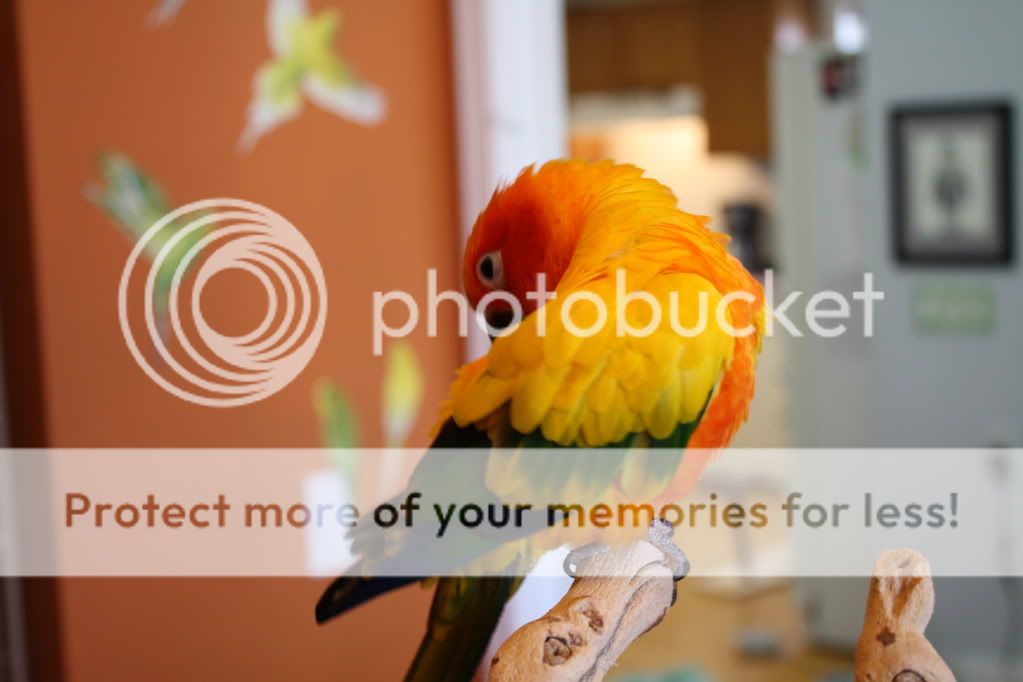 DIY tree stand/gym is done! | Avian Avenue Parrot Forum