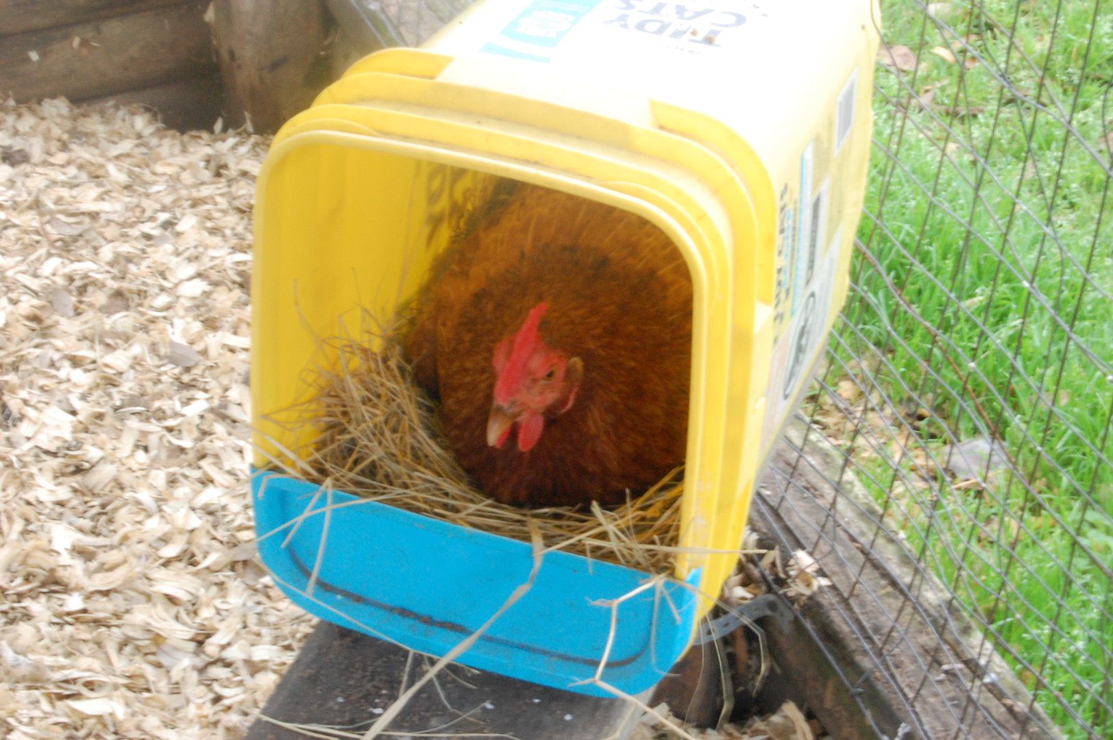 11 laying hens, 10 nesting boxes...and where do they lay? | BackYard ...