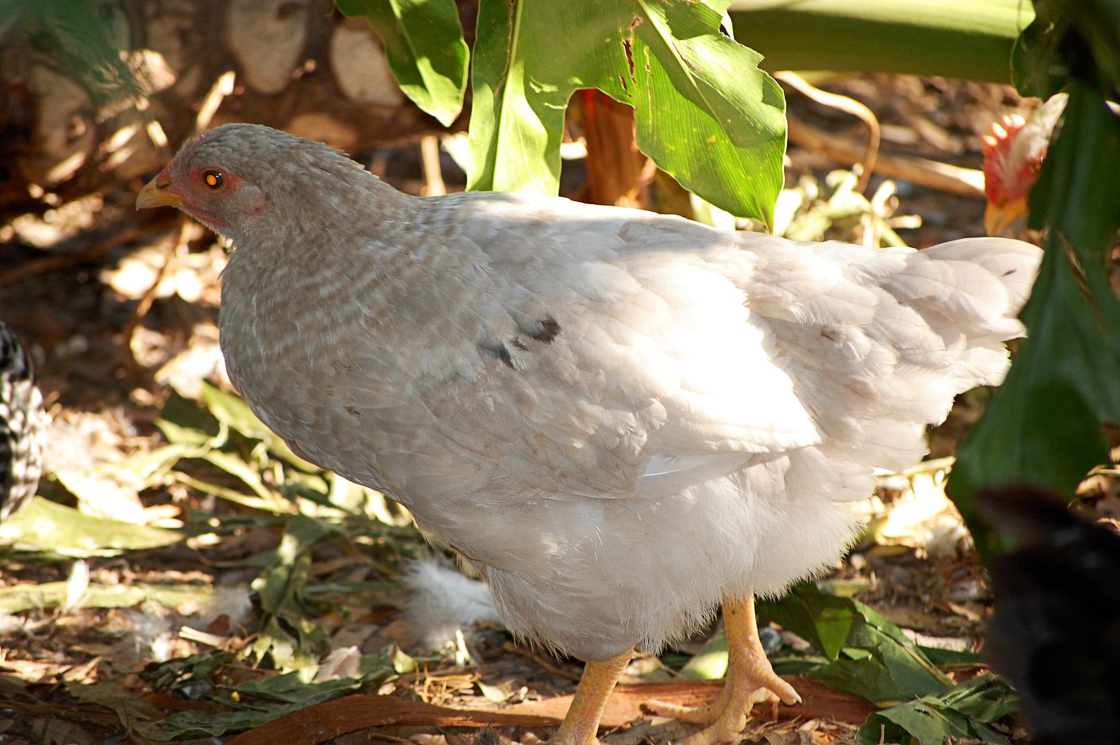 Hidden Genes in White Birds? | BackYard Chickens - Learn How to Raise ...