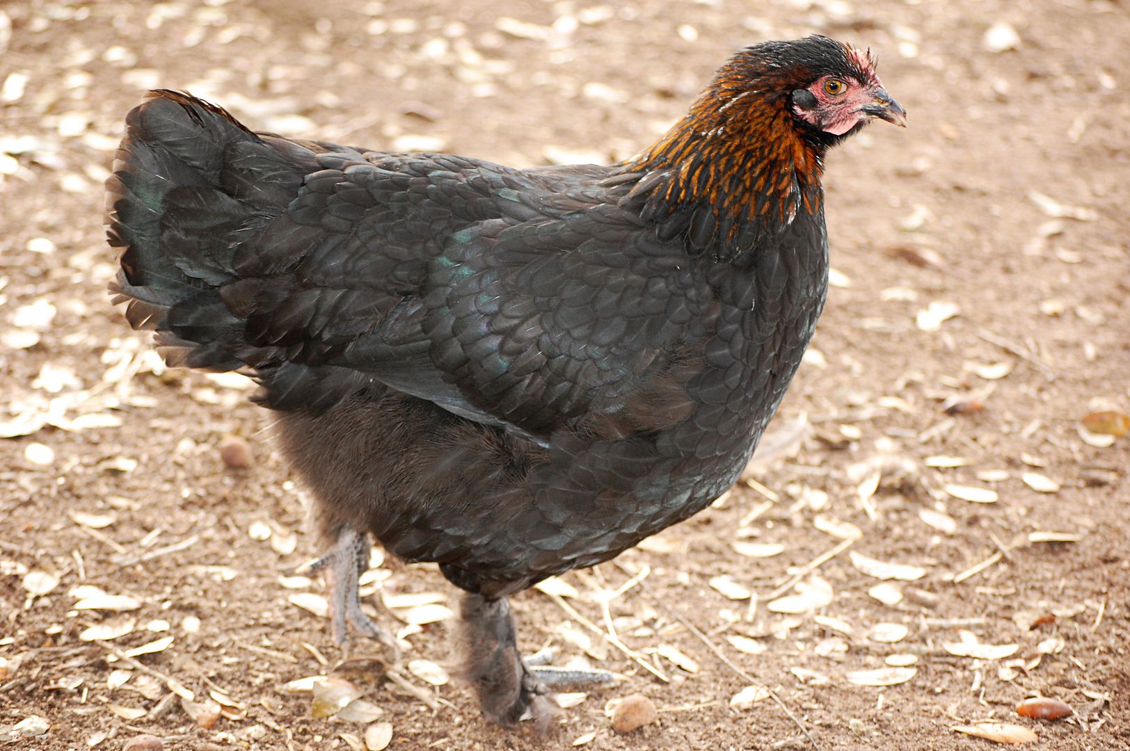 10 + Olive Eggers hatching eggs Quick Sale | BackYard Chickens - Learn ...